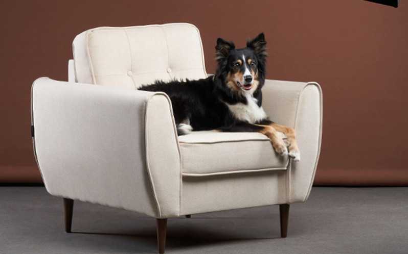 Pet Product Photography